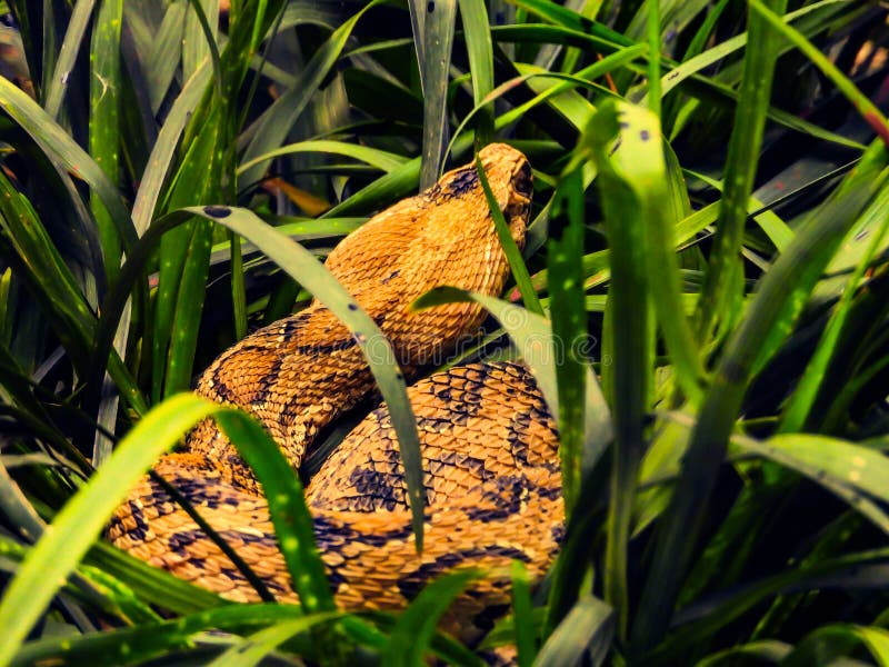 Viper Snake Taking Rest in the Grass Stock Image - Image of macro ...