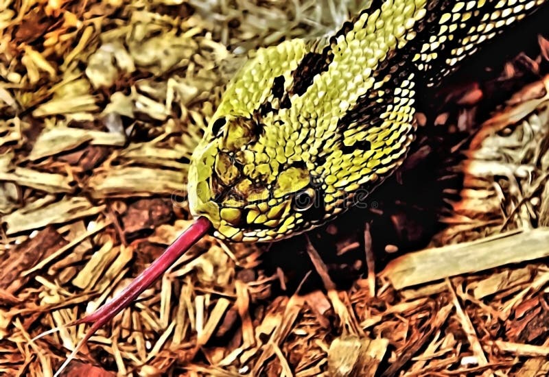 Viper Snake with a Triangular-shaped Head and Textured Scales Its ...