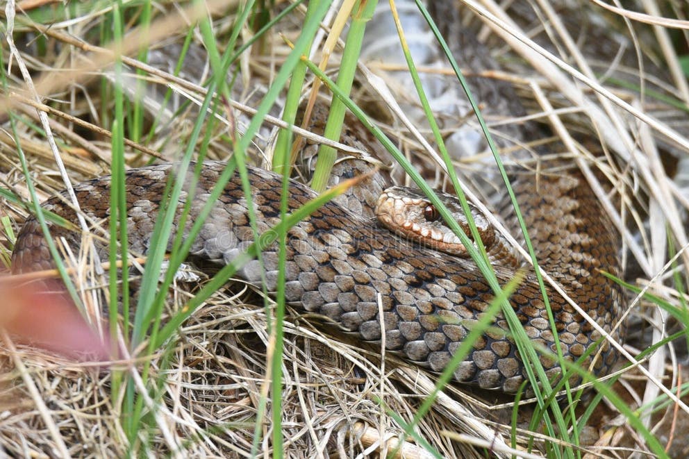 Viper stock image. Image of danger, rattler, lizard - 125095277