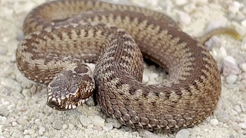 The Viper Snake Vipera Berus is Breathing Heavily, Scared and Preparing ...