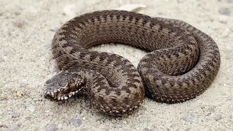 Viper Snake Vipera Berus on the Sand Panting Scared Stock Footage ...