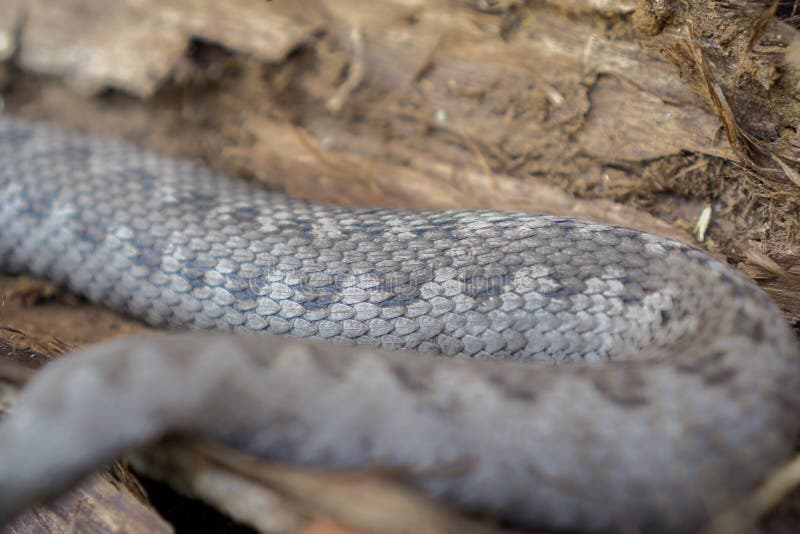 Viper Snake, Vipera Latastei Stock Photo - Image of snakeskin, reptile ...