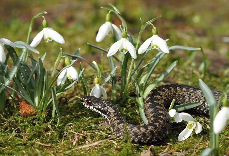 Viper in snowdrops stock image. Image of toxin, healthcare - 30638201