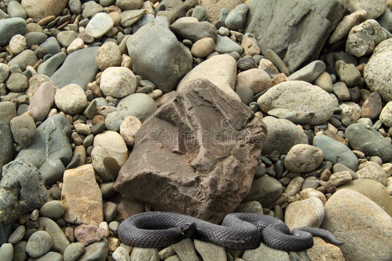Viper on stones stock image. Image of animal, reptile - 25589043