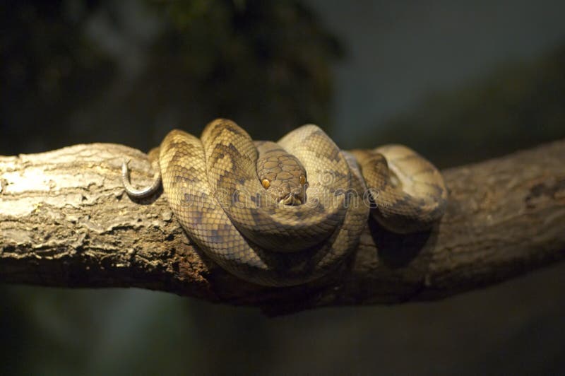 Viper In Tree Picture. Image: 2346595