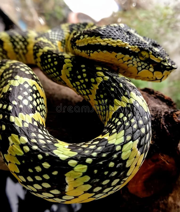 A Viper Tree Snakes Like a Monsters into Forest Stock Image - Image of ...