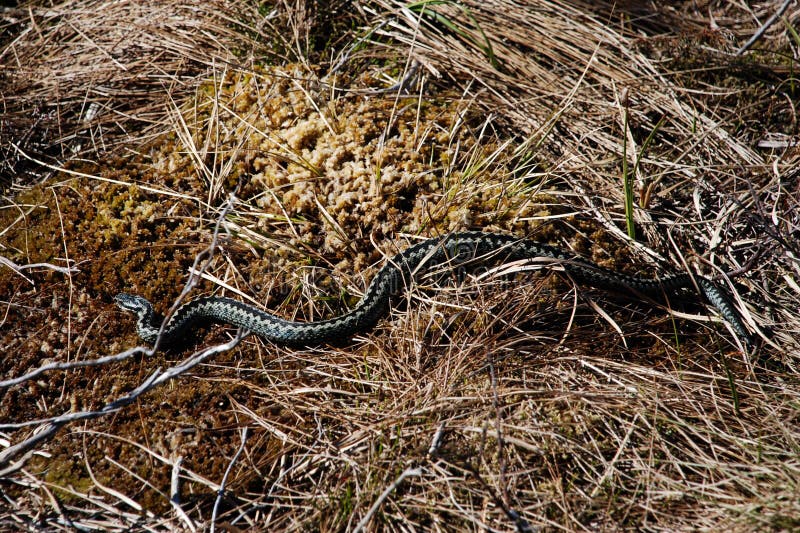 Norwegian snake stock photo. Image of wildlife, nose, viper - 94740