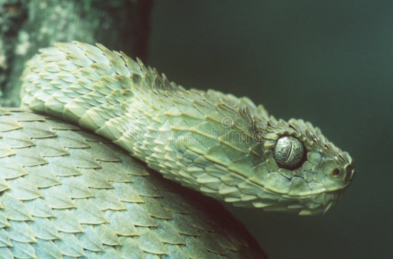 Vipera immagine stock. Immagine di foresta, mortale, bobina - 75067