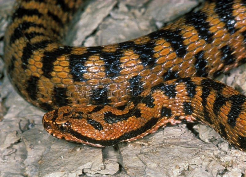 Vipera Asp Vipera Aspis Serpente Munguto Per La Francia Del Veleno ...