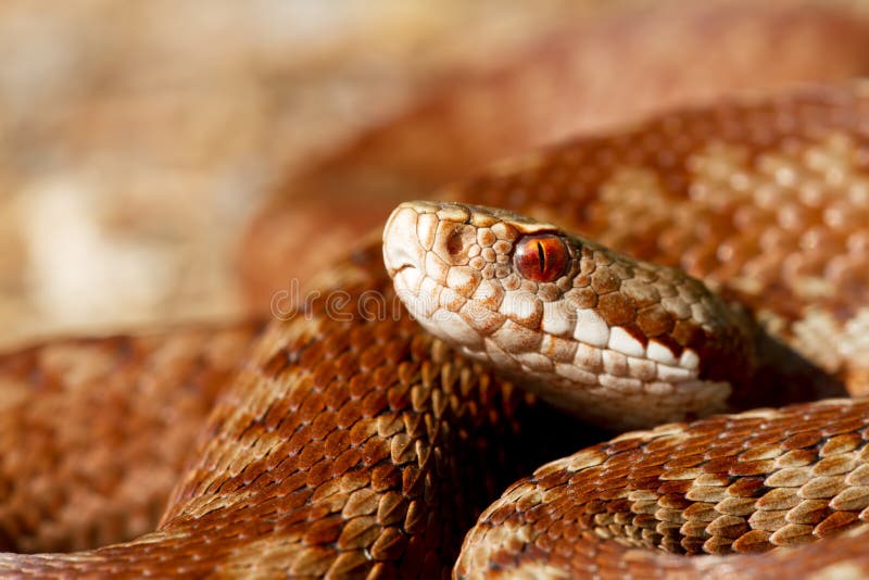 Vipera berus stock photo. Image of herpetology, adder - 22453020