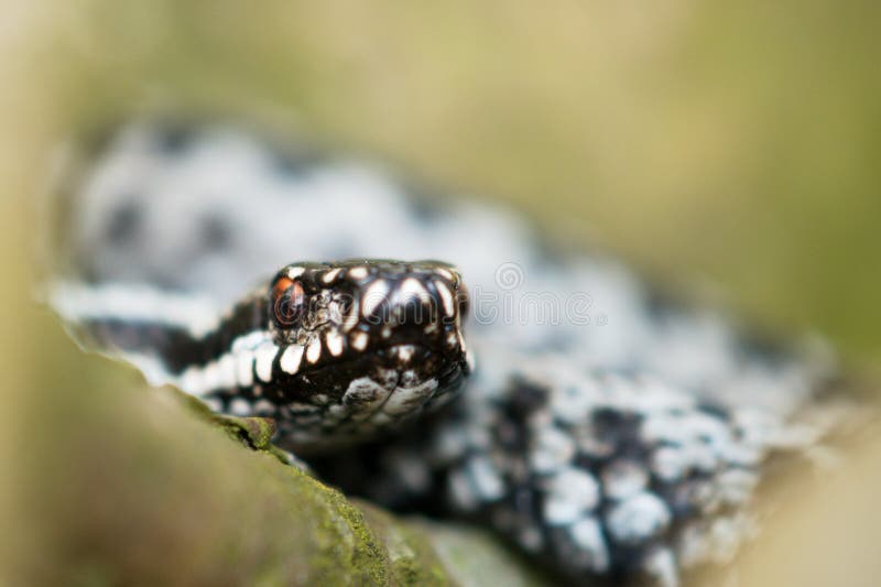 Vipera berus detail stock image. Image of close, reptile - 24592489