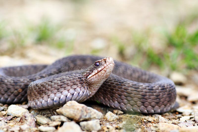 Vipera Berus Ready To Strike Stock Image - Image of berus, poison ...