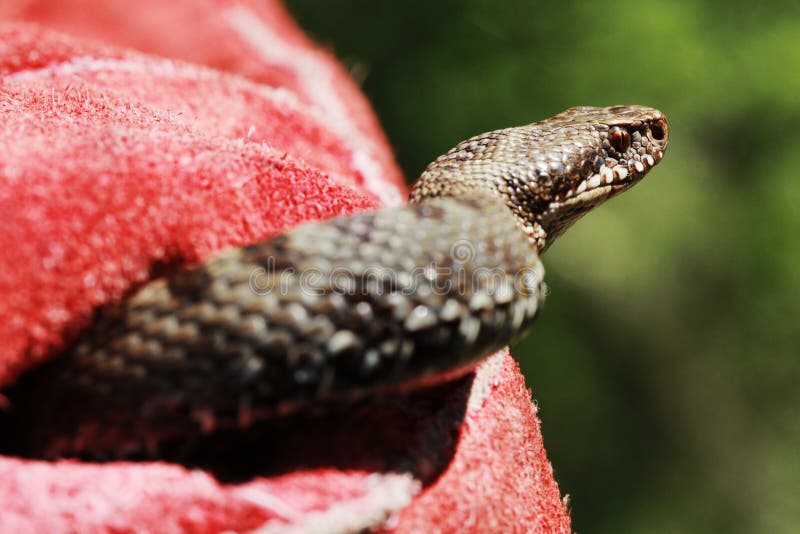 Vipera Berus snake stock image. Image of predator, head - 24549861