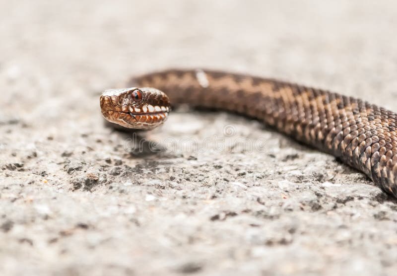 Vipera Berus stock image. Image of adder, looking, nature - 33919349