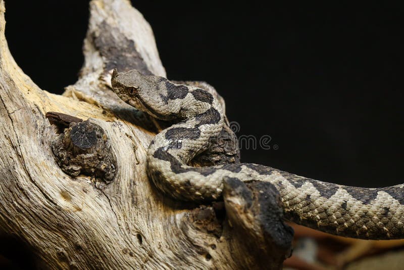 Vipera cornuta immagine stock. Immagine di marrone, corno - 65079561