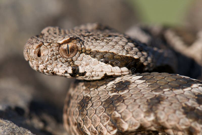 Chiuda Sulla Testa Della Vipera Fotografia Stock - Immagine di ...