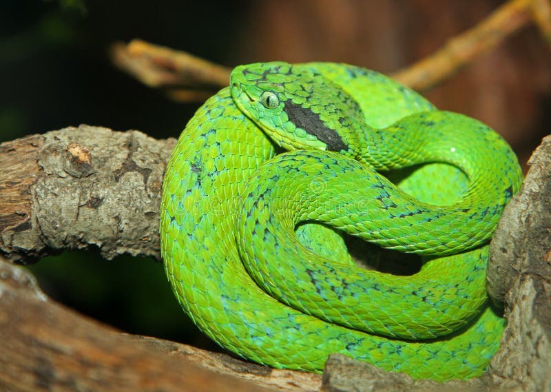Serpente Verde Della Vipera Dell'albero Fotografia Stock - Immagine di ...