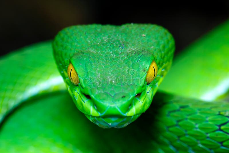 7,194 Vipera Verde Foto stock - Foto stock gratuite e royalty free da ...