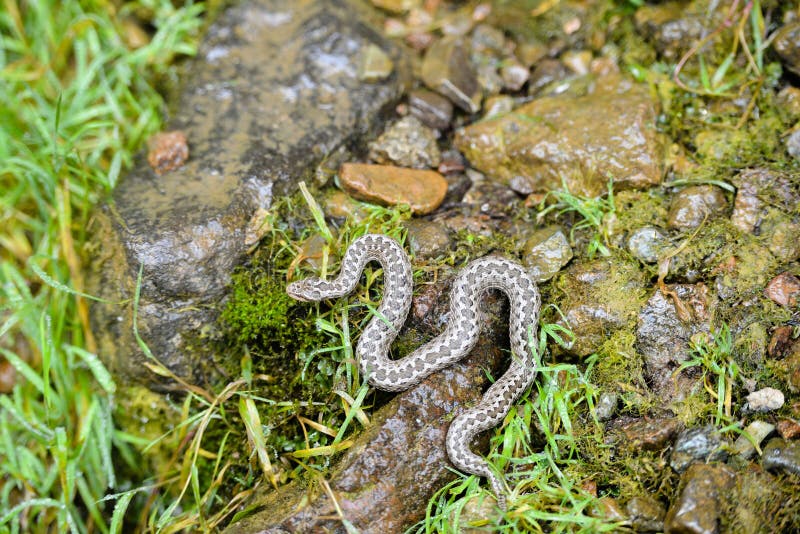 Vipera eriwanensis snake stock photo. Image of cricket - 396359634