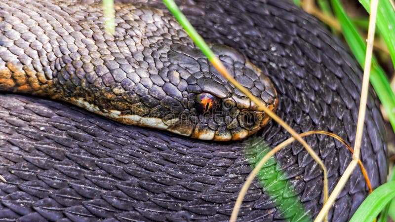 Vipera Europea Nera (berus Del Vipera) Immagine Stock - Immagine di ...