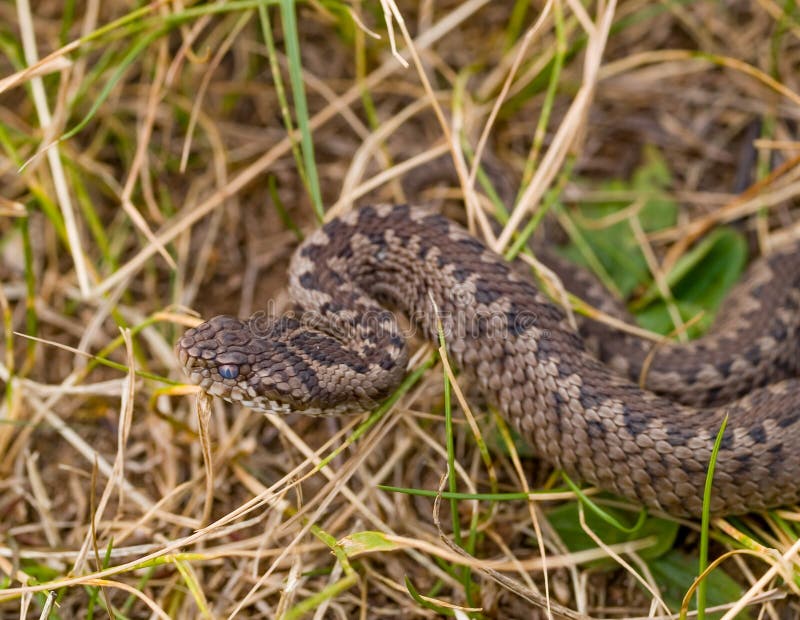 Vipera Ursinii Macrops, Meadow Viper Stock Image - Image of rare, viper ...