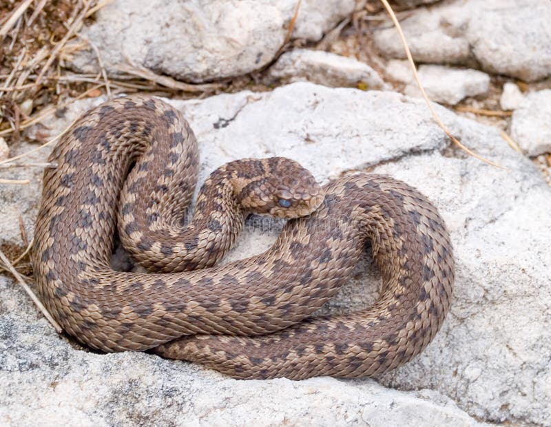 Vipera Ursinii Macrops, Meadow Viper Stock Image - Image of poison ...
