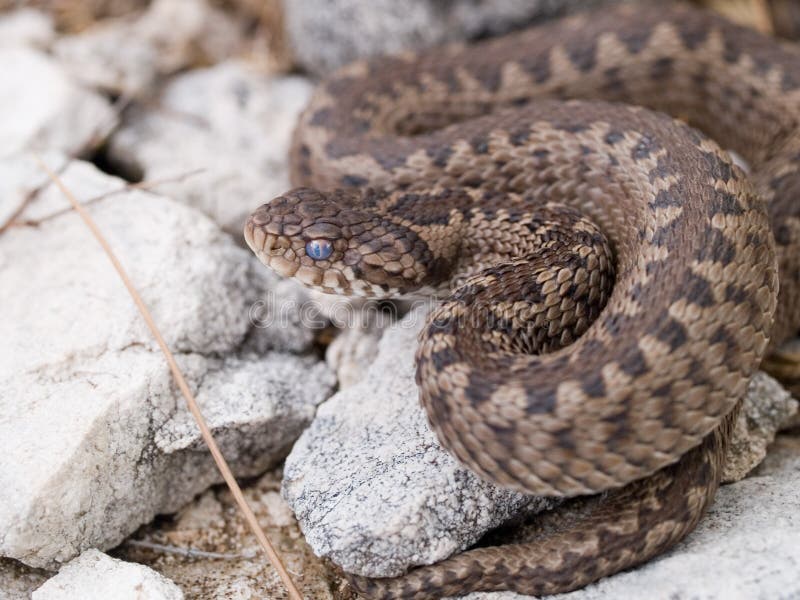 Vipera Ursinii Macrops, Meadow Viper, Ursini`s Viper, Meadow Add Stock ...
