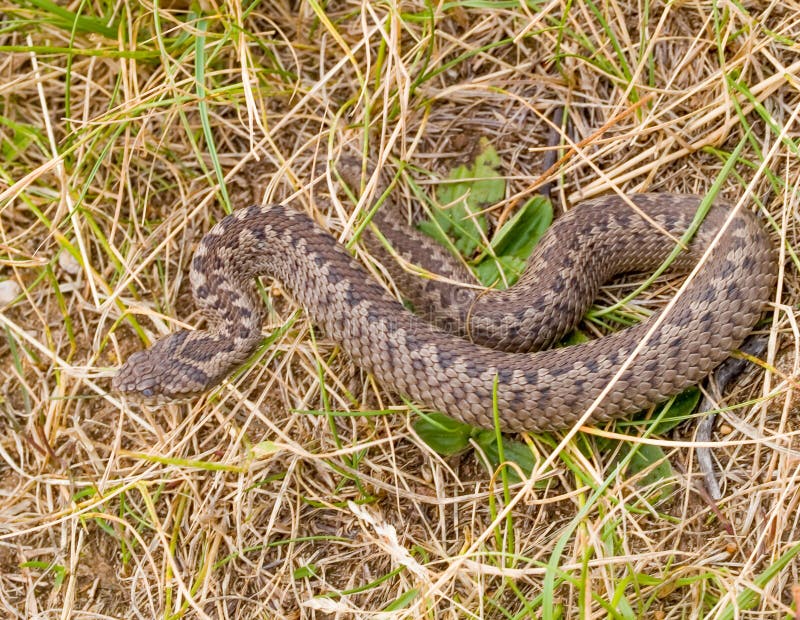 Vipera Ursinii Macrops Wiesenotter Stockbild - Bild von wildnis, giftig ...