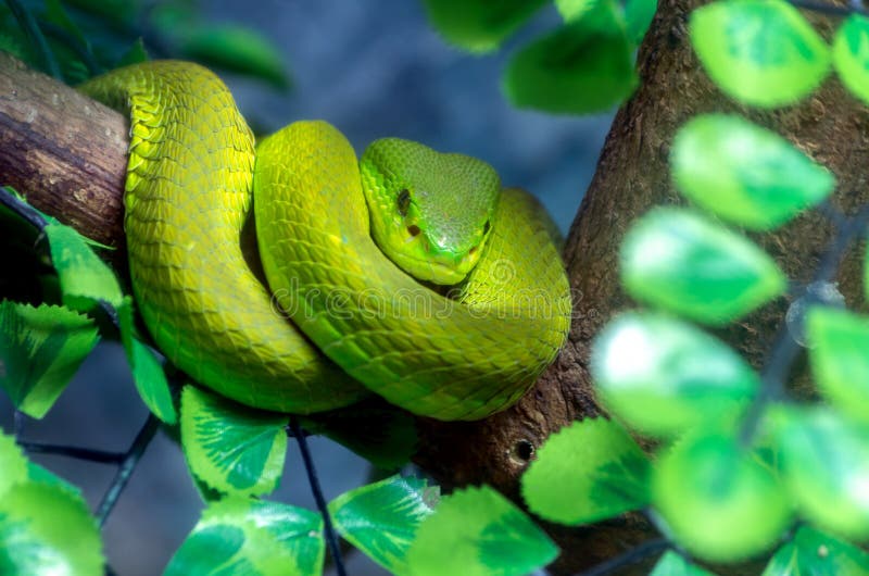 Vipera verde fotografia stock. Immagine di camuffamento - 134006628