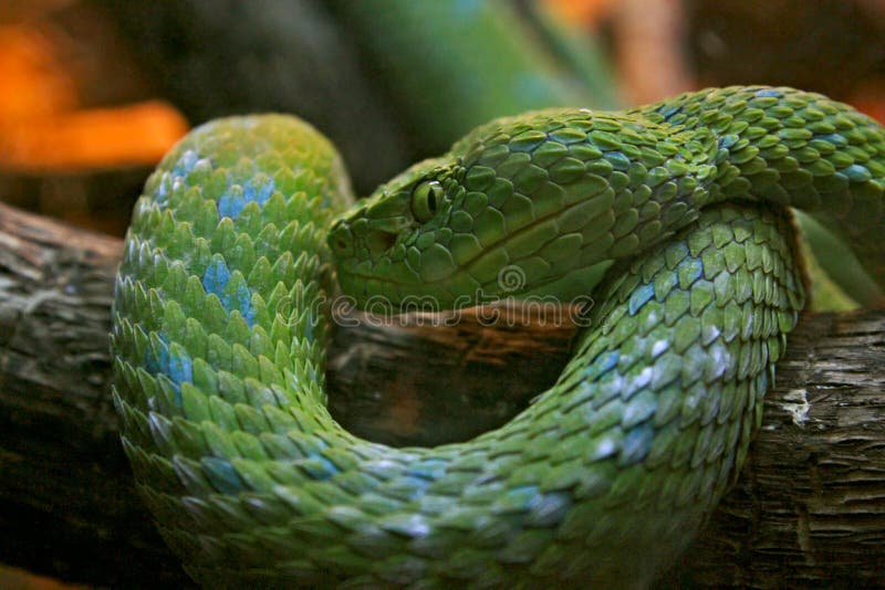4,874 Vipera Verde Foto - Foto Stock Gratis e Royalty-Free da Dreamstime