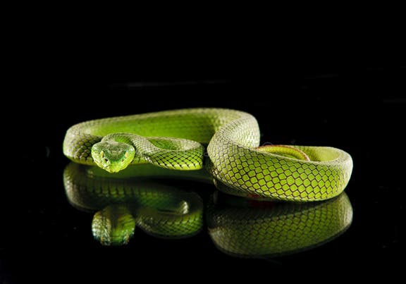 Vipera verde rara immagine stock. Immagine di vipera - 25049965