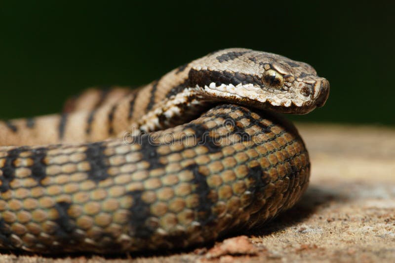 Vipere aspic stock image. Image of reptile, medicine, venomous - 6937551