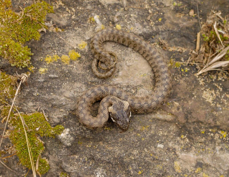 Viperine Snake, Natrix Maura Stock Photo - Image of face, aquatic ...