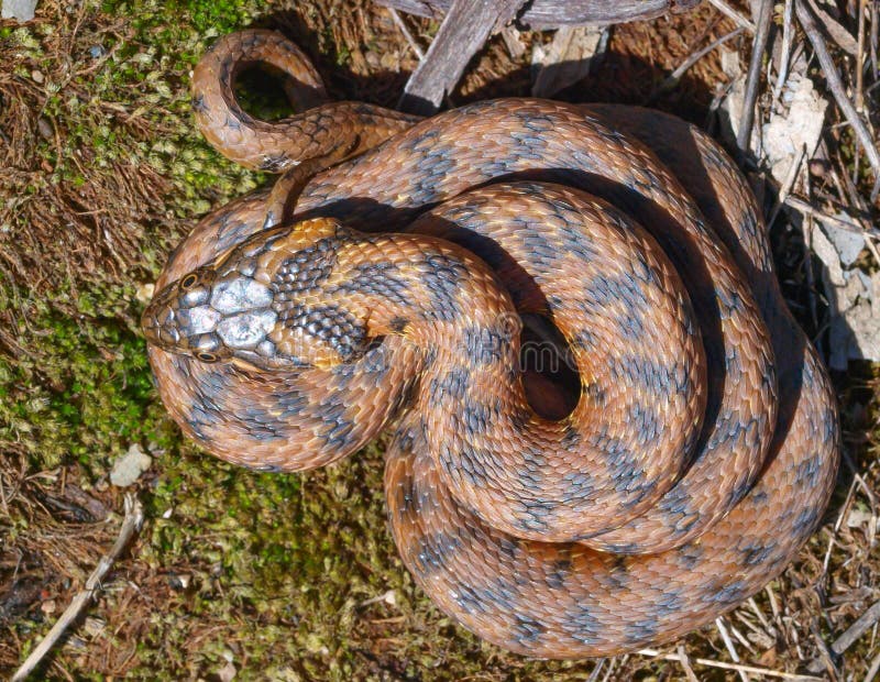 Viperine Snake, Natrix Maura Stock Photo - Image of detail, head: 204485562