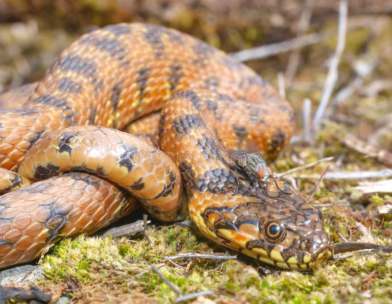 Viperine Snake, Natrix Maura Stock Image - Image of wildlife, balkan ...