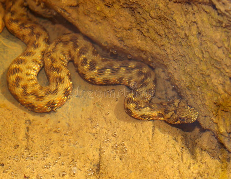 Viperine Snake, Natrix Maura Stock Photo - Image of animal, reptile ...