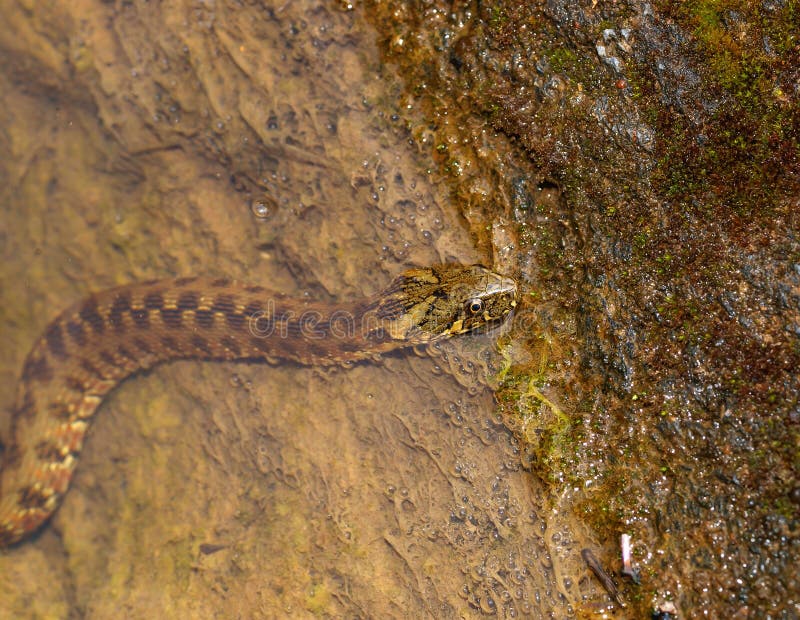 Viperine Snake, Natrix Maura Stock Image - Image of close, viperina ...