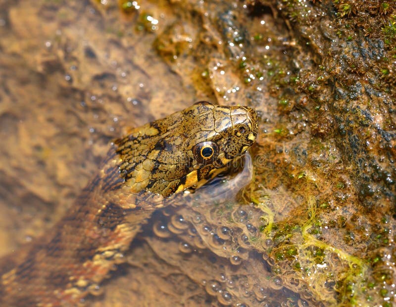 Viperine Snake, Natrix Maura Stock Image - Image of reptile, viper ...
