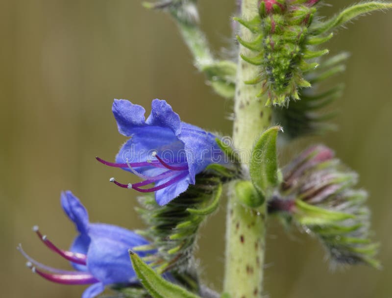 Vipers Bugloss stock photo. Image of blue, horizontal - 155598494