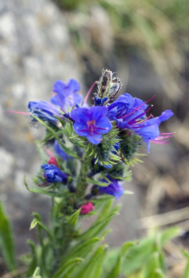 Vipers Bugloss Flower stock photo. Image of petals, boraginaceae - 7466086
