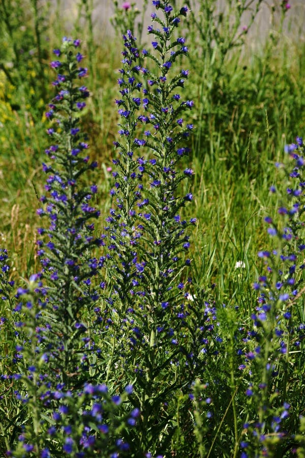 Vipers Bugloss stock image. Image of echium, plant, purple - 118654659