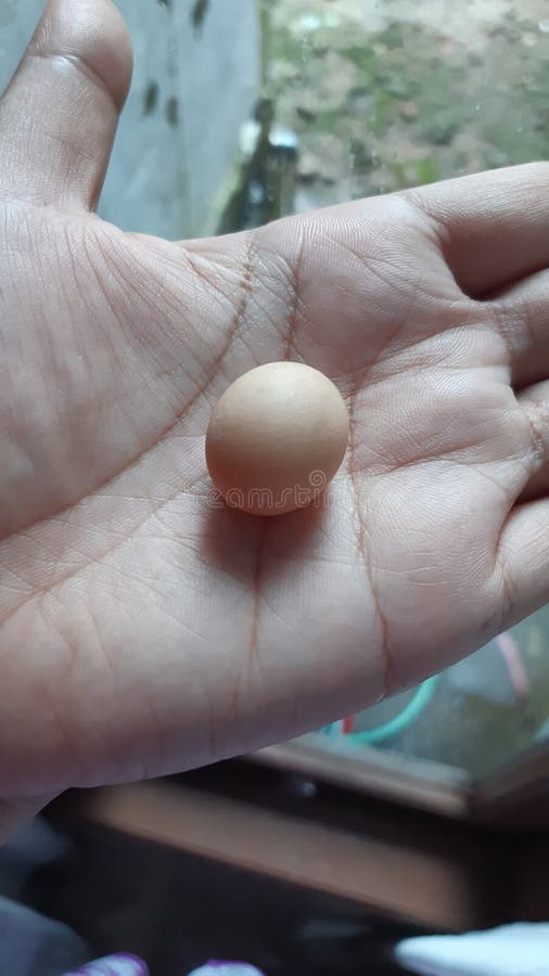 Viral rooster eggs stock image. Image of eggs, viral - 263973225