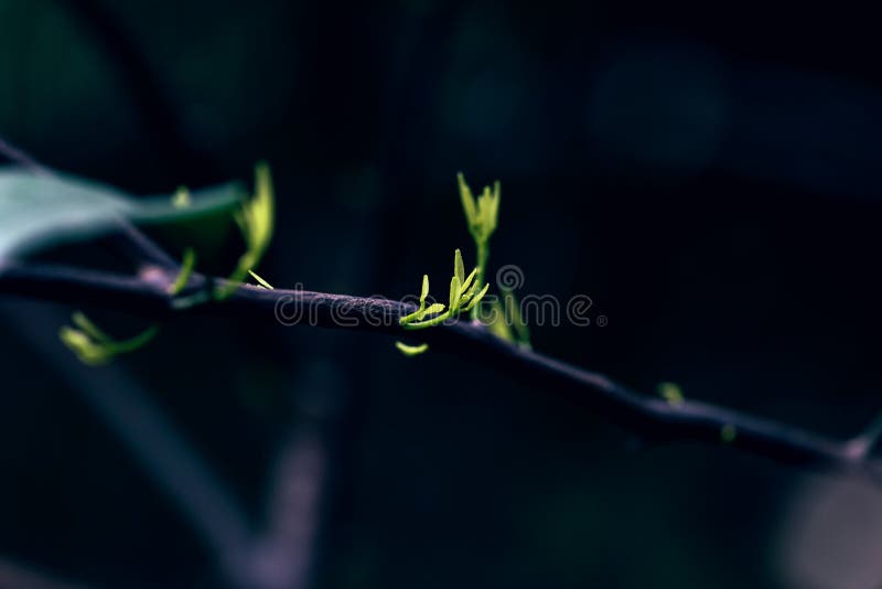Virens AIT Do Ficus Var Sublanceolata Miq Canto Imagem de Stock ...