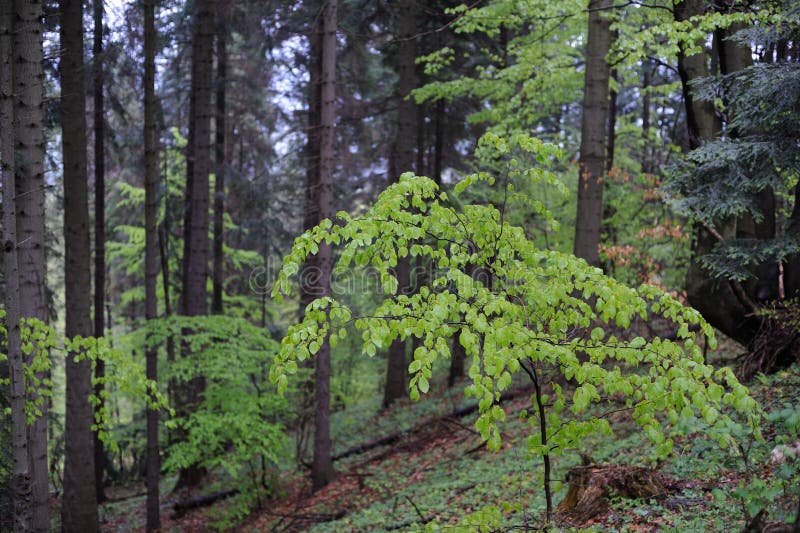 Virgin Beech Tree Forest in Spring in Eastern Poland, Europe Stock ...