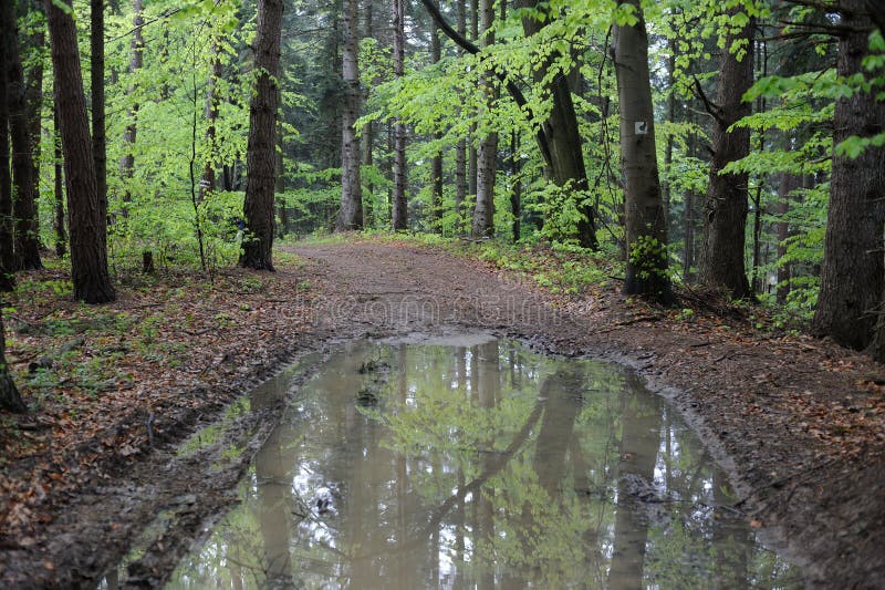 Virgin Beech Tree Forest in Spring in Eastern Poland, Europe Stock ...