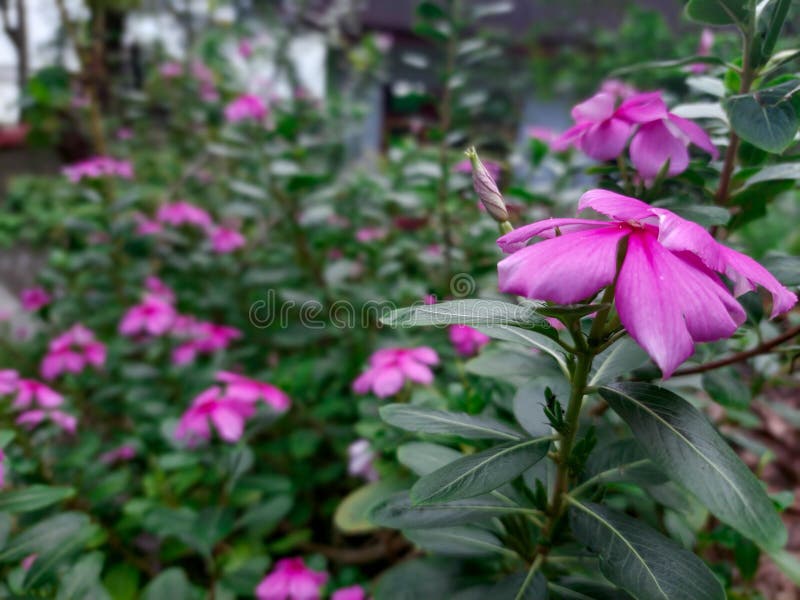 Virgin Flower Tapak Dara Garden at the Beach Stock Image - Image of ...