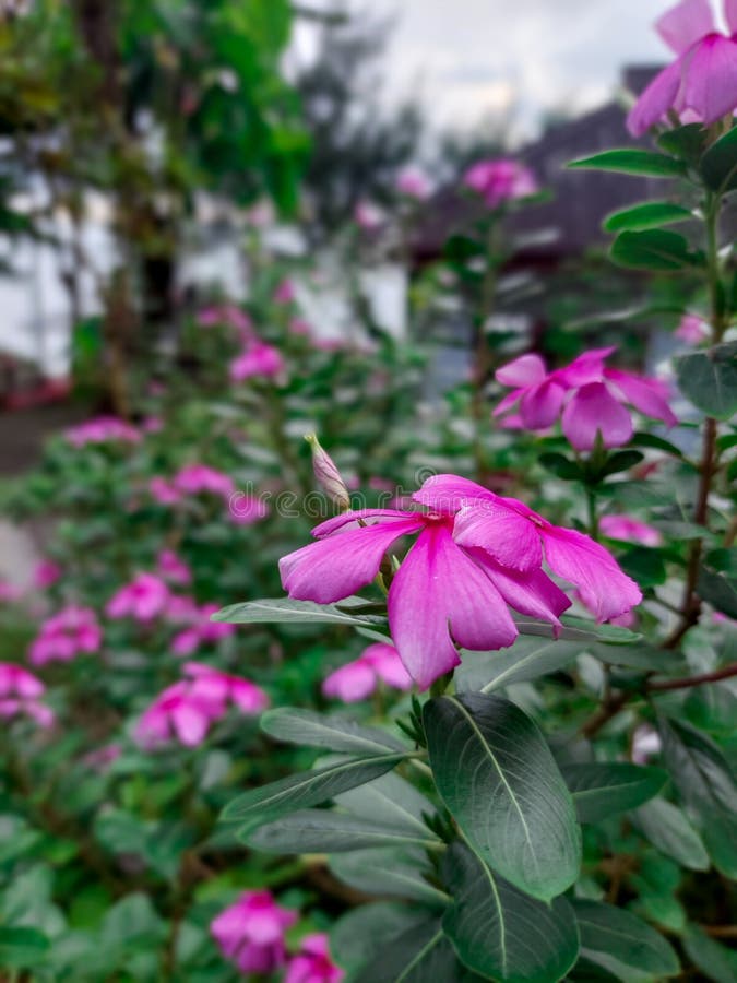 Virgin Flower Tapak Dara Garden at the Beach Stock Image - Image of ...