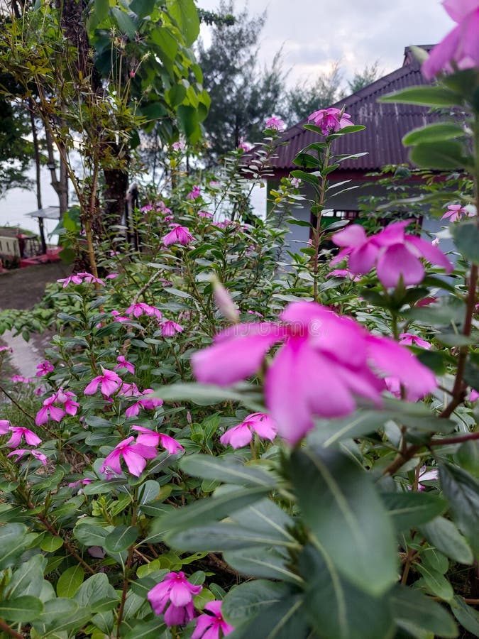Virgin Flower Tapak Dara Garden at the Beach Stock Photo - Image of ...