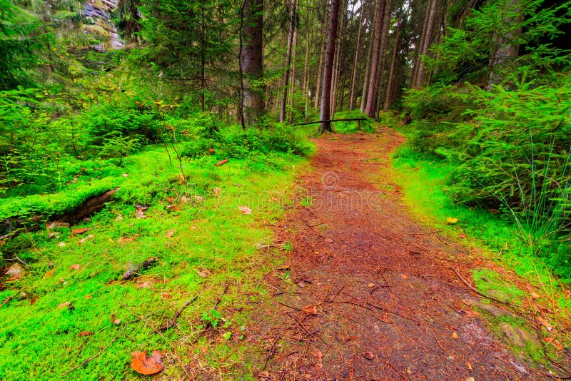 The Virgin Forest of the Fresh Green Stock Image - Image of broadleaf ...