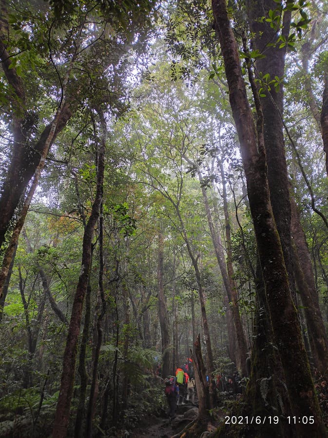 Virgin Forest at Gede Mountain Stock Image - Image of gede, mountain: 261998847